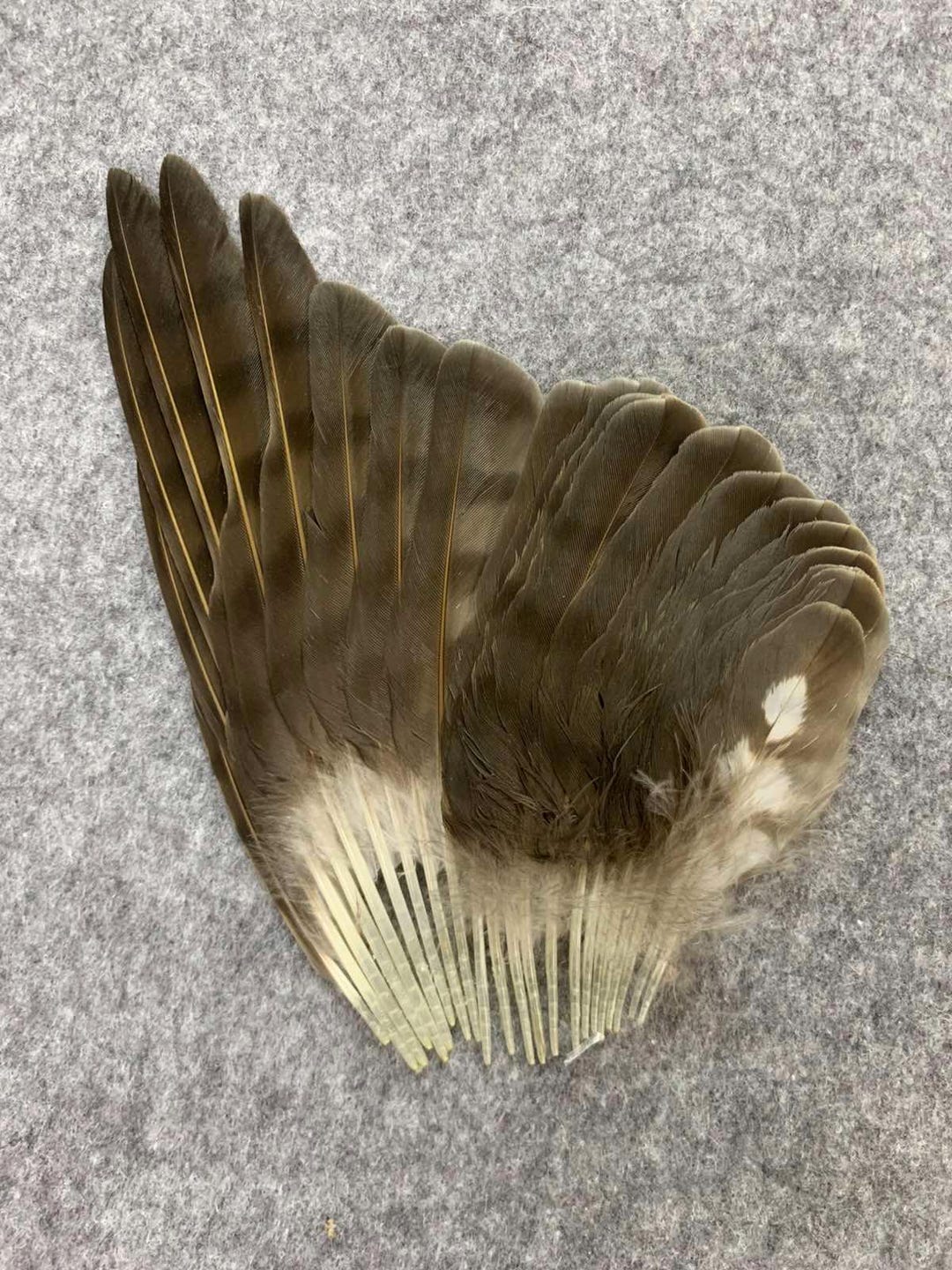 Wing Feathers of Sparrowhawk (accipiter Nisus) - Etsy
