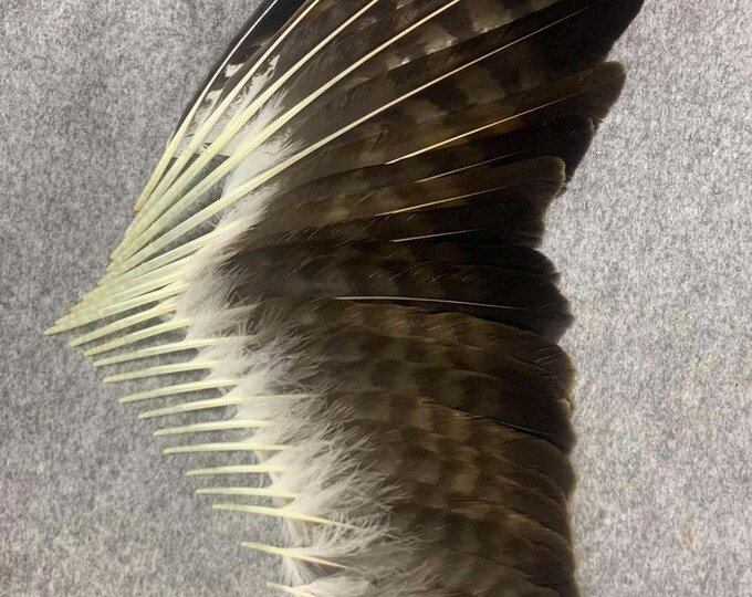 Wing Feathers of the Common Buzzard (buteo Buteo) - Etsy