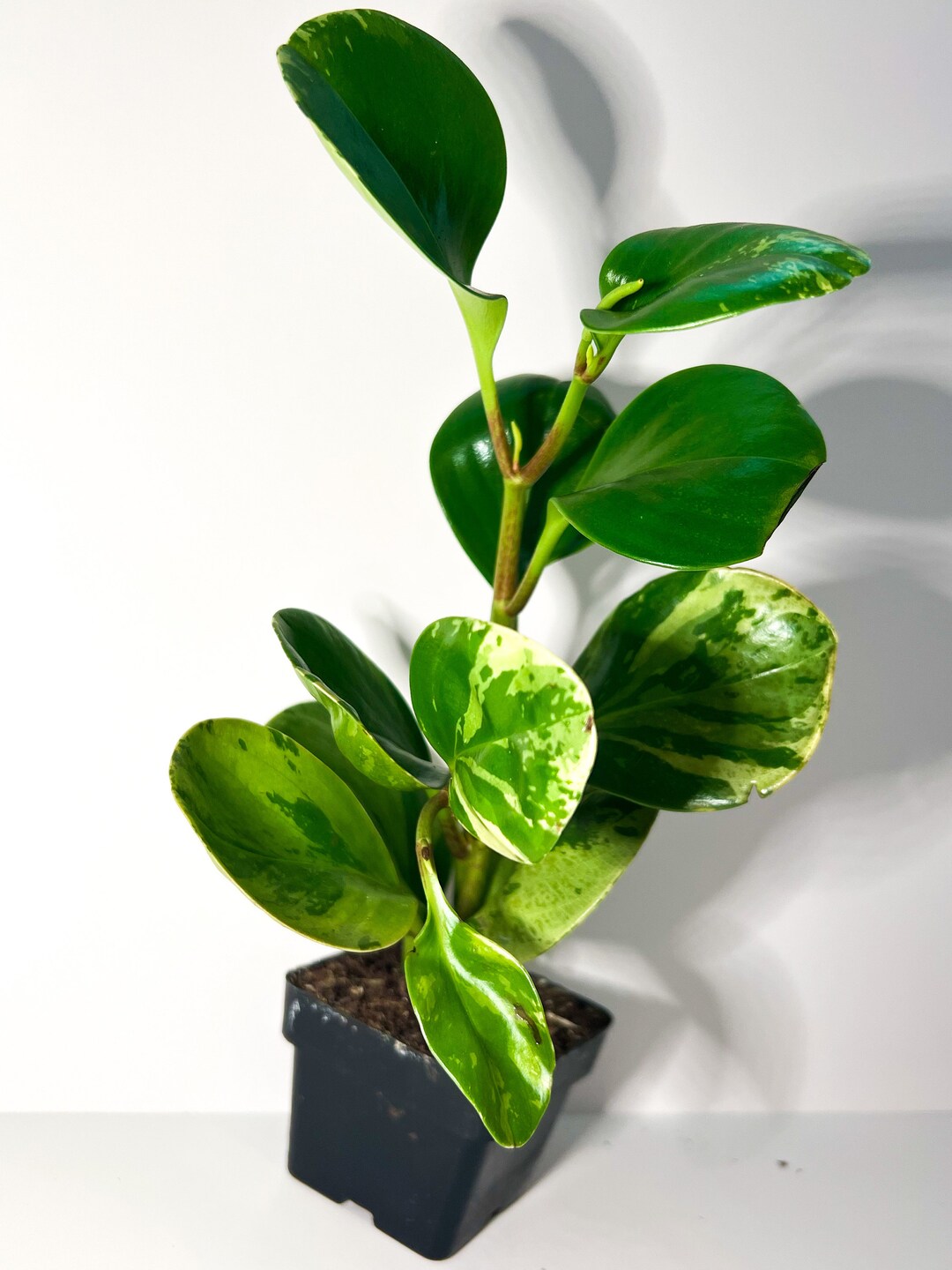 Peperomia Marble - Etsy