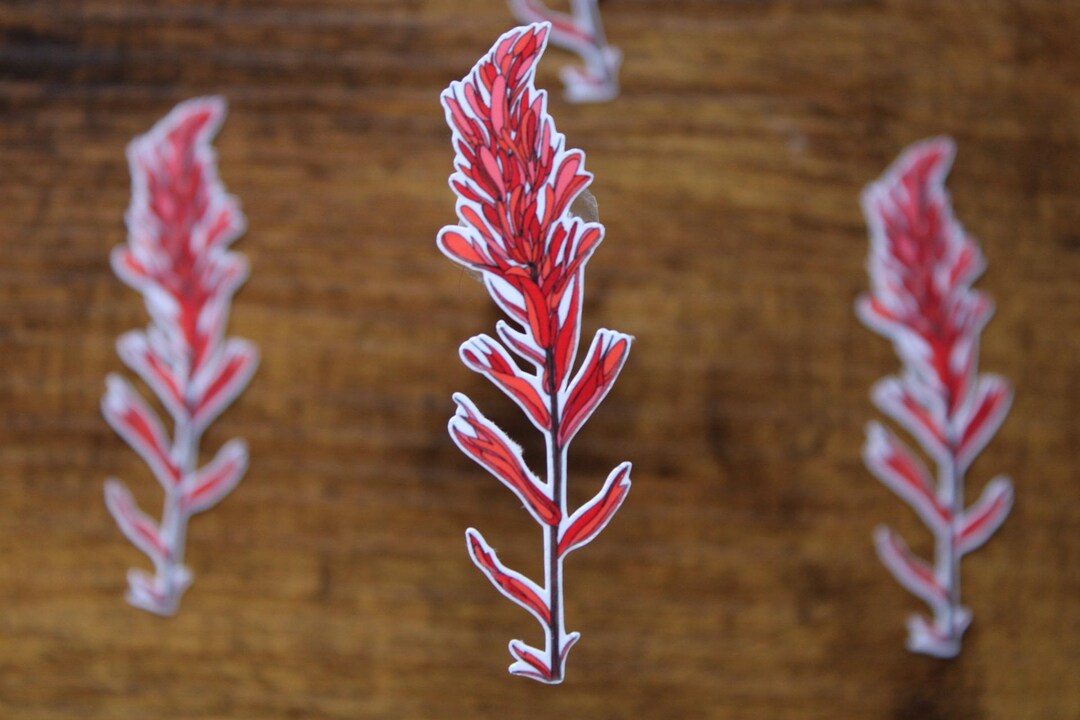 Wyoming State Flower - Indian Paintbrush - Etsy