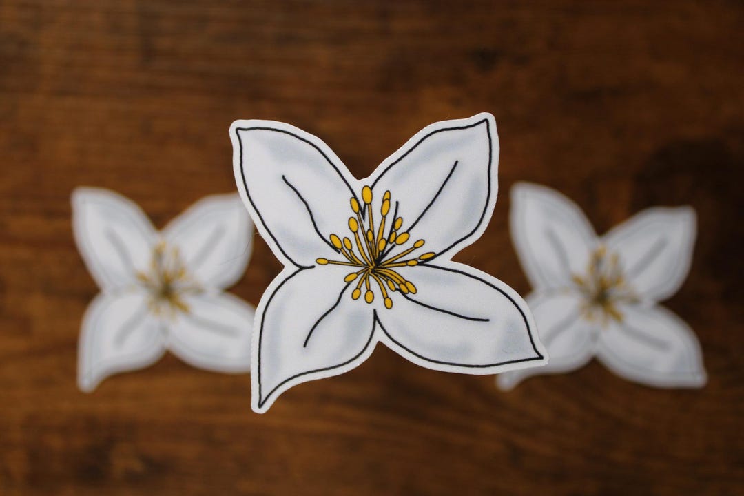 Idaho State Flower - Syringa - Etsy