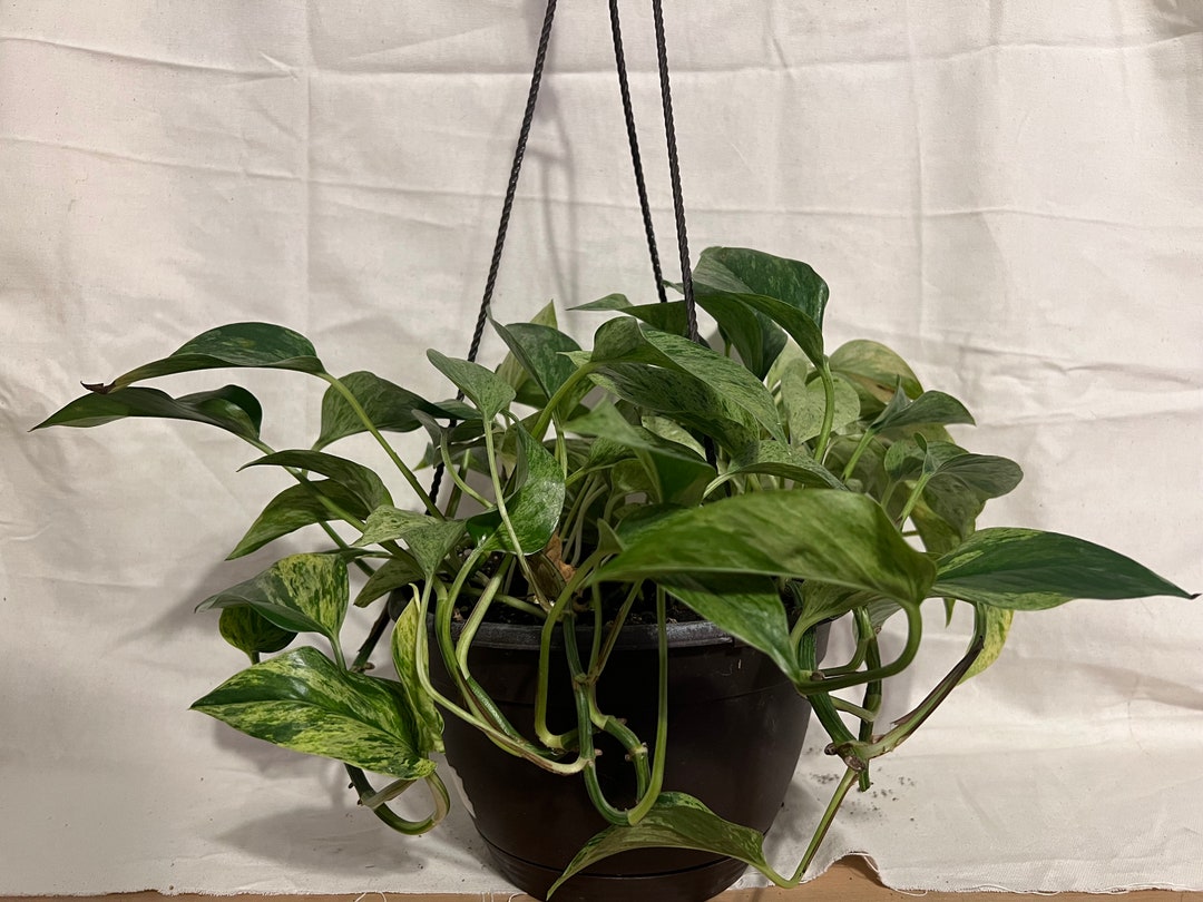 Assorted Pothos Cuttings, Rooted - Etsy