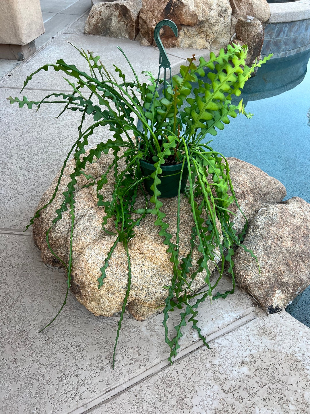 Zig Zag Fish Bone Cactus Cutting - Etsy