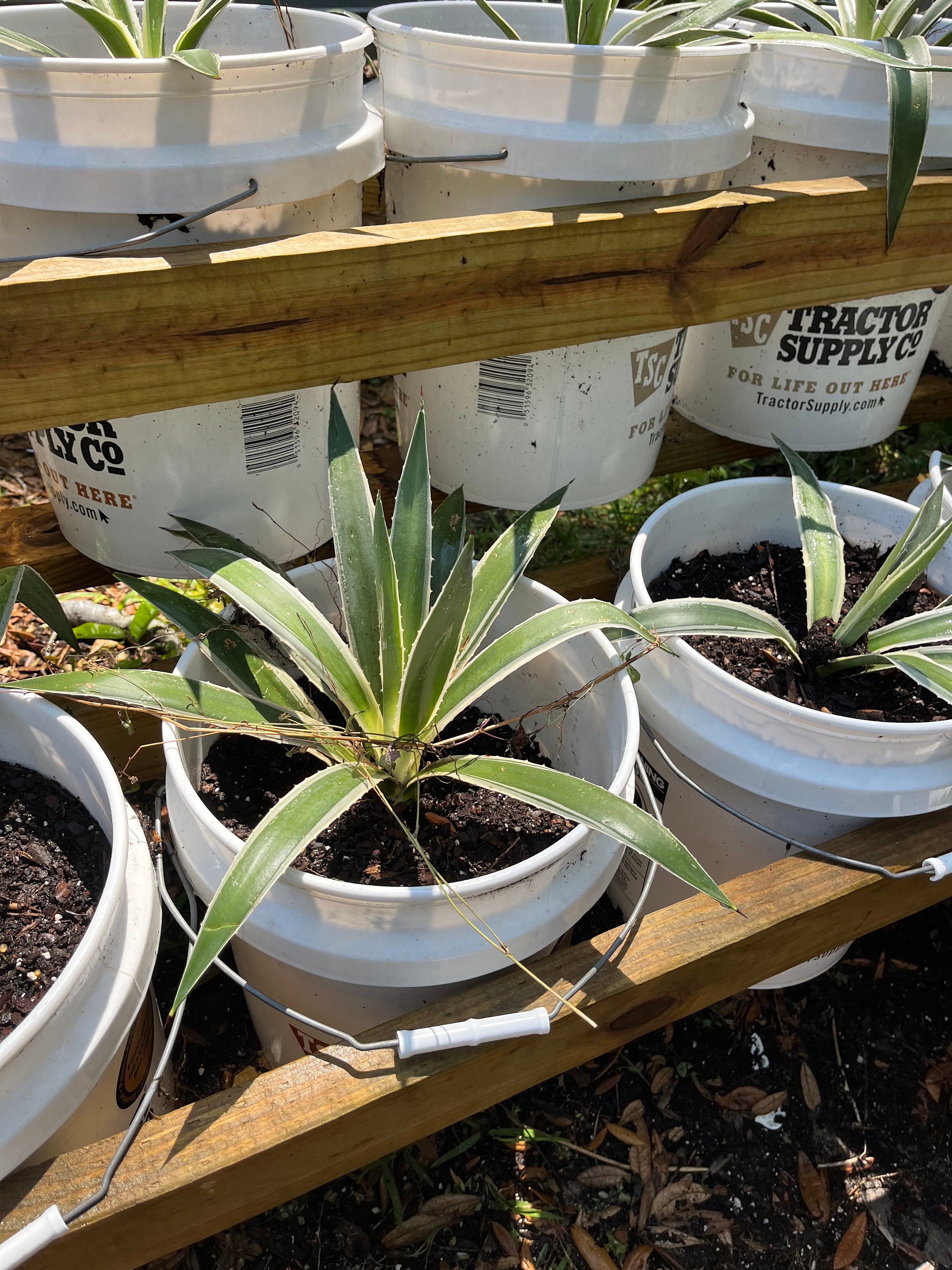 Agave Angustifolia Caribbean Agave Mexican Plant Pups in Various Sizes ...