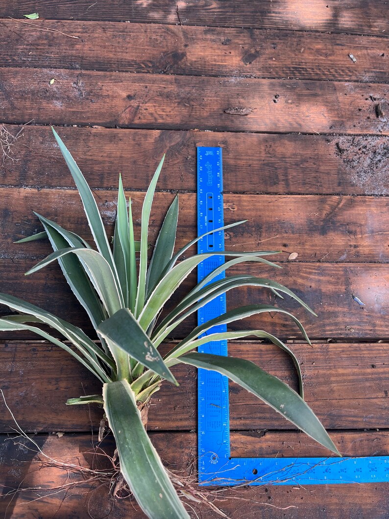 Agave Angustifolia Caribbean Agave Mexican Plant Pups in Various Sizes ...