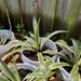 Agave Angustifolia Caribbean Agave Mexican Plant Pups in Various Sizes ...