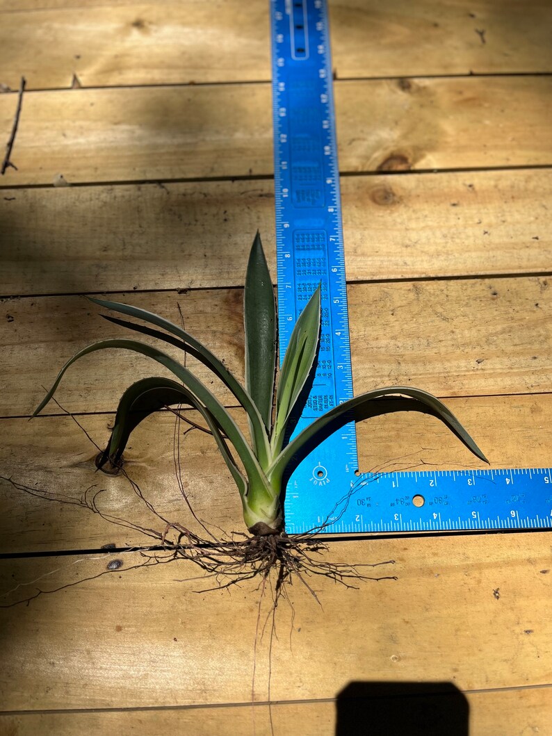 Agave Angustifolia Caribbean Agave Mexican Plant Pups in Various Sizes ...