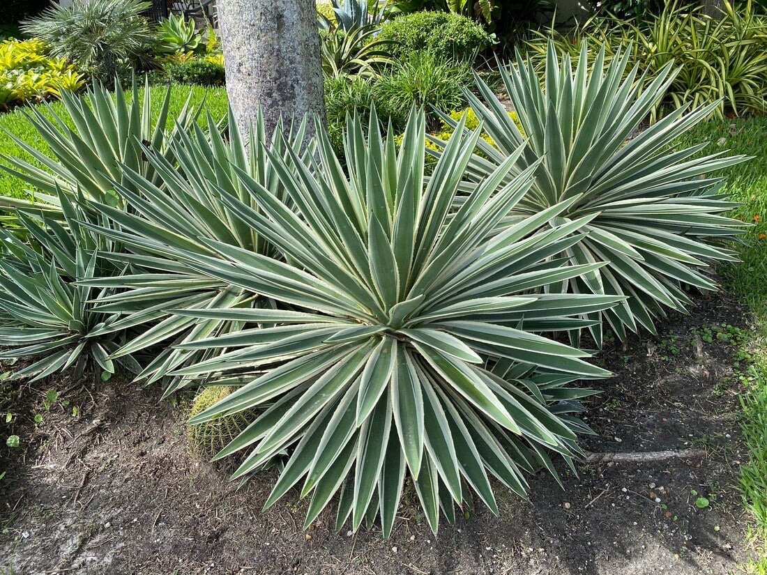 Agave Angustifolia Caribbean Agave Mexican Plant Pups in Various Sizes ...