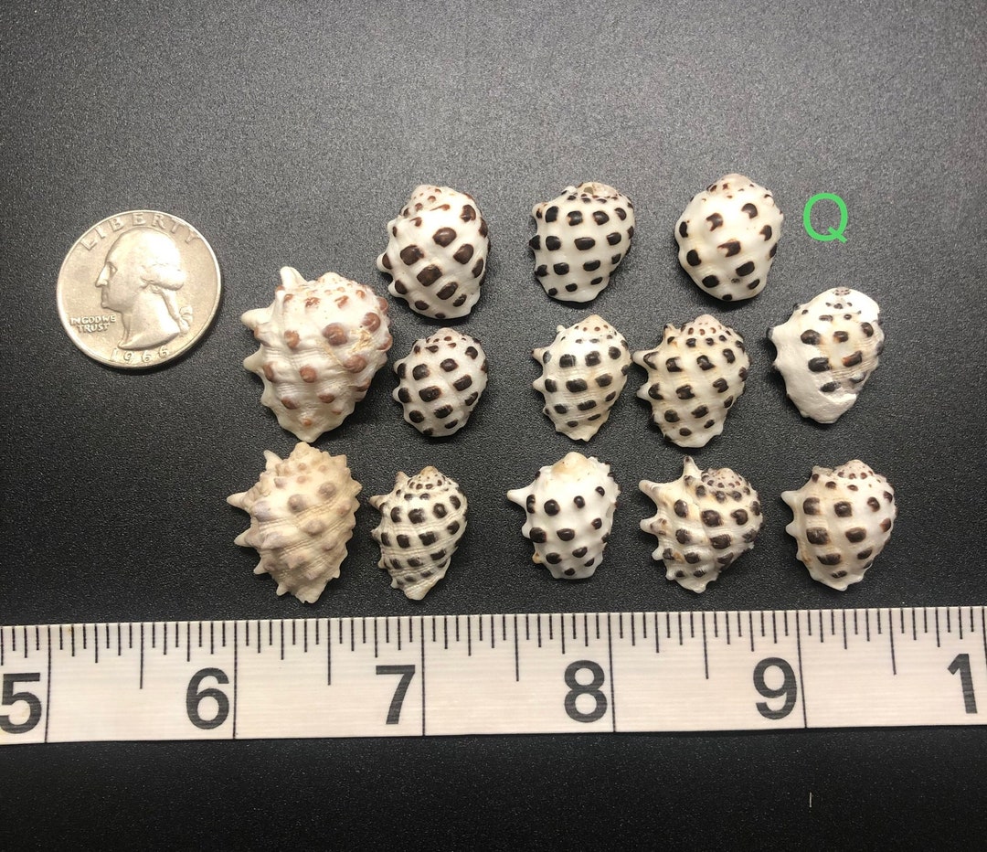 Hawaiian Spotted Drupe Shells Pick Your Pack - Etsy