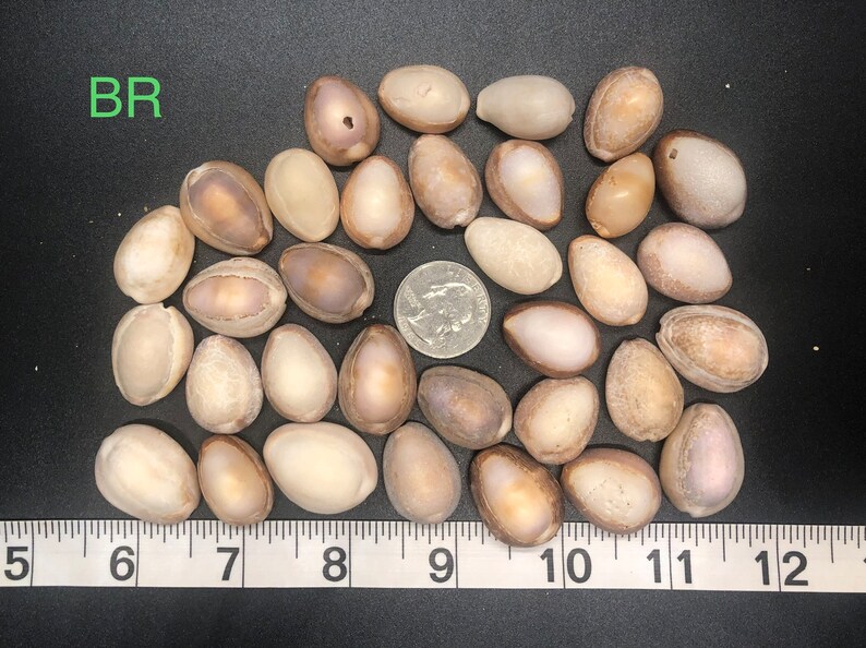 Light Colored Hawaiian Cowrie Shells Authentic Hawaiian Cowrie Mix - Etsy