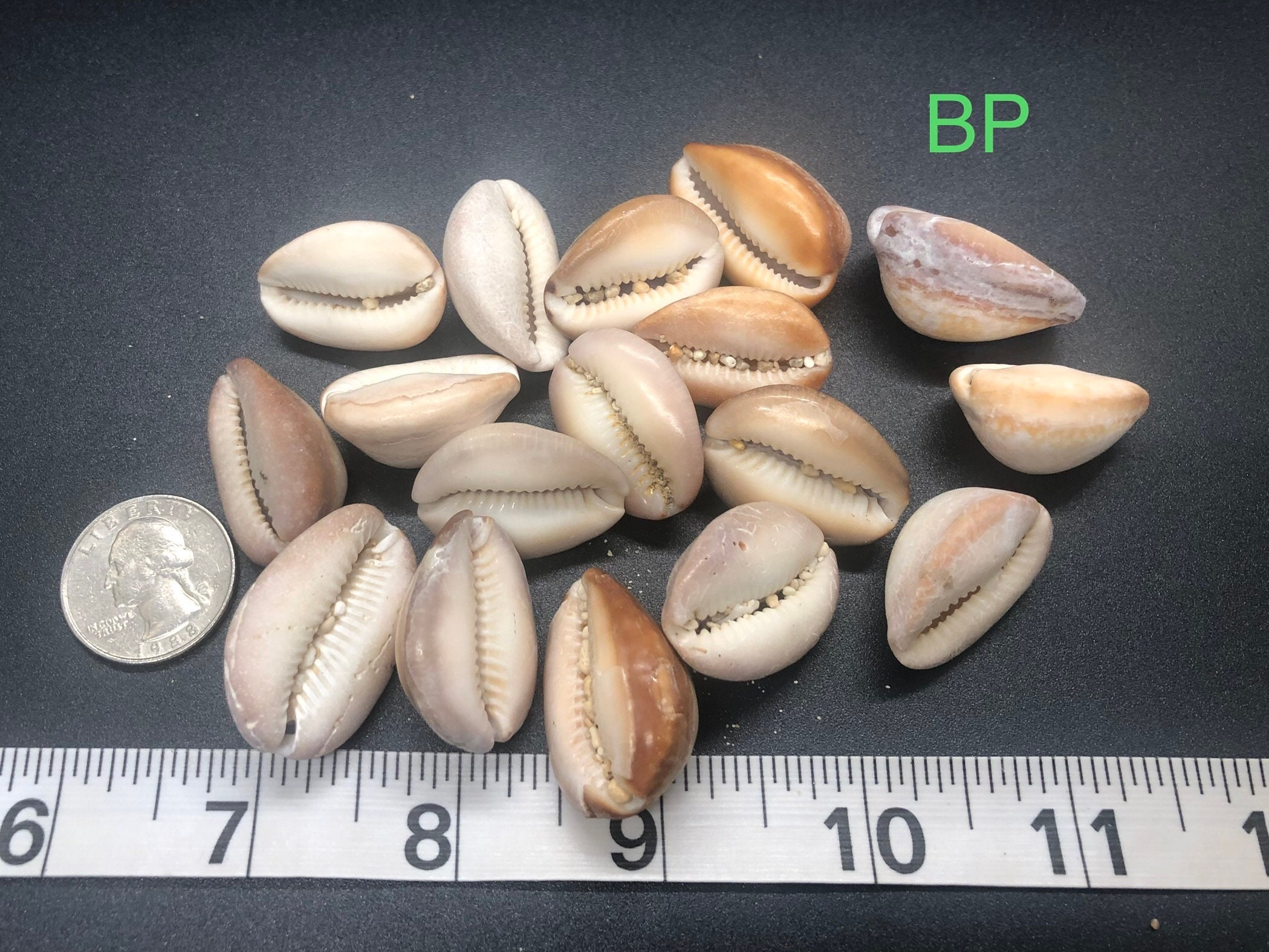 Hawaiian Cowrie Shells Cowrie Mix - Etsy