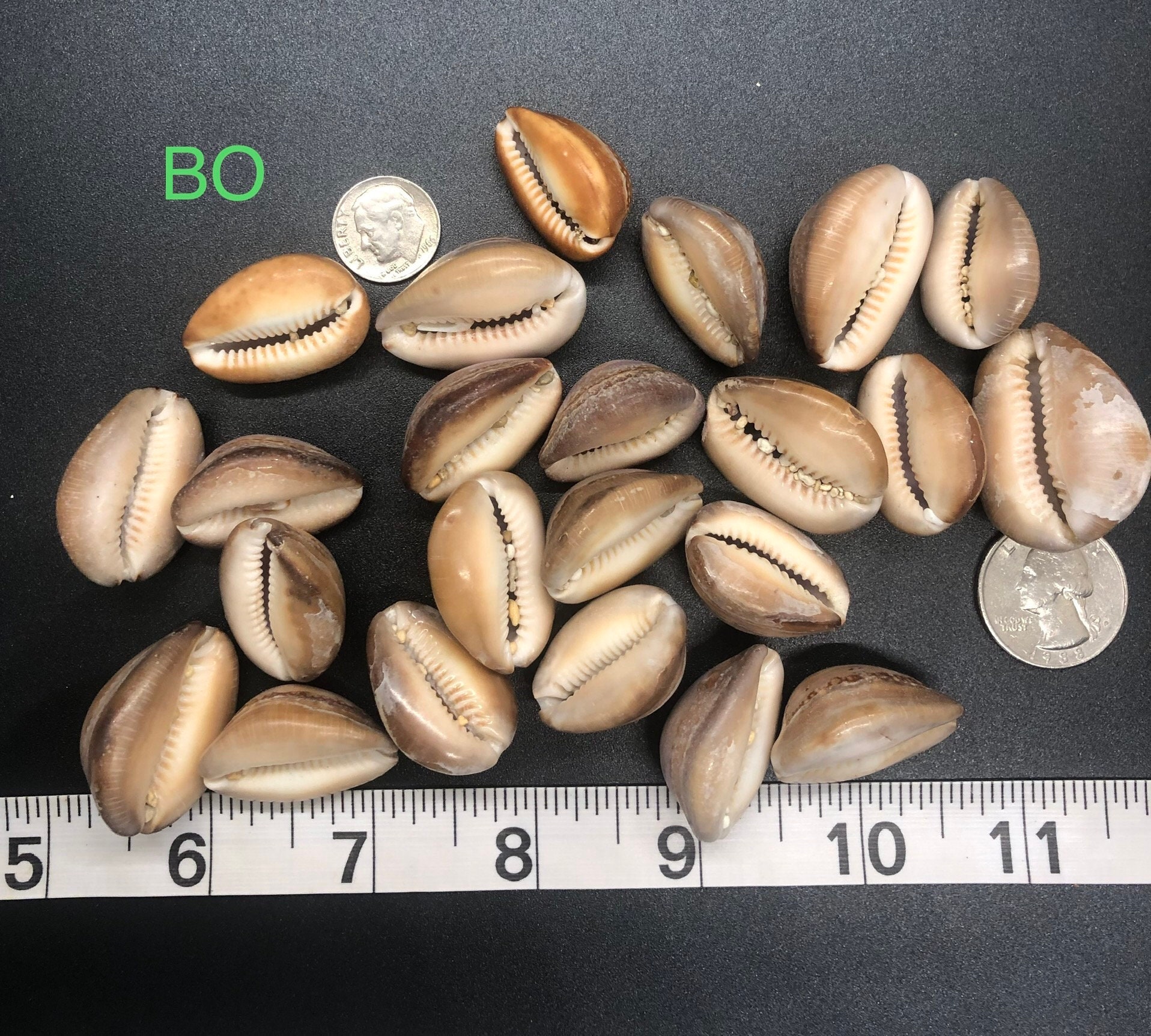 Hawaiian Cowrie Shells Cowrie Mix - Etsy