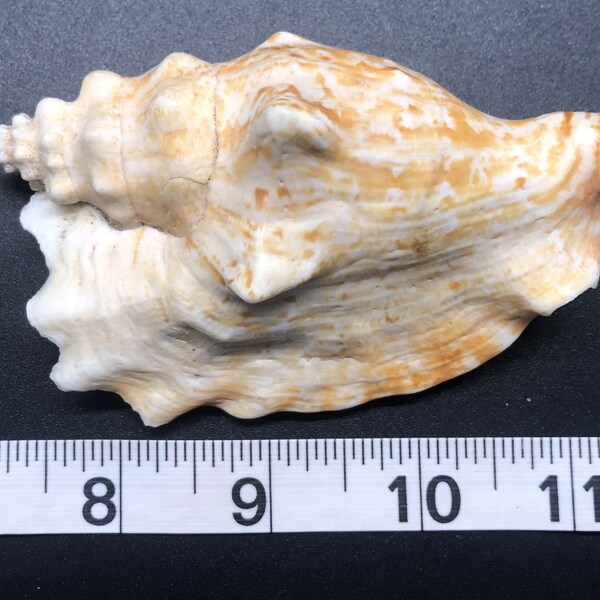 Seashell Decoration - Etsy