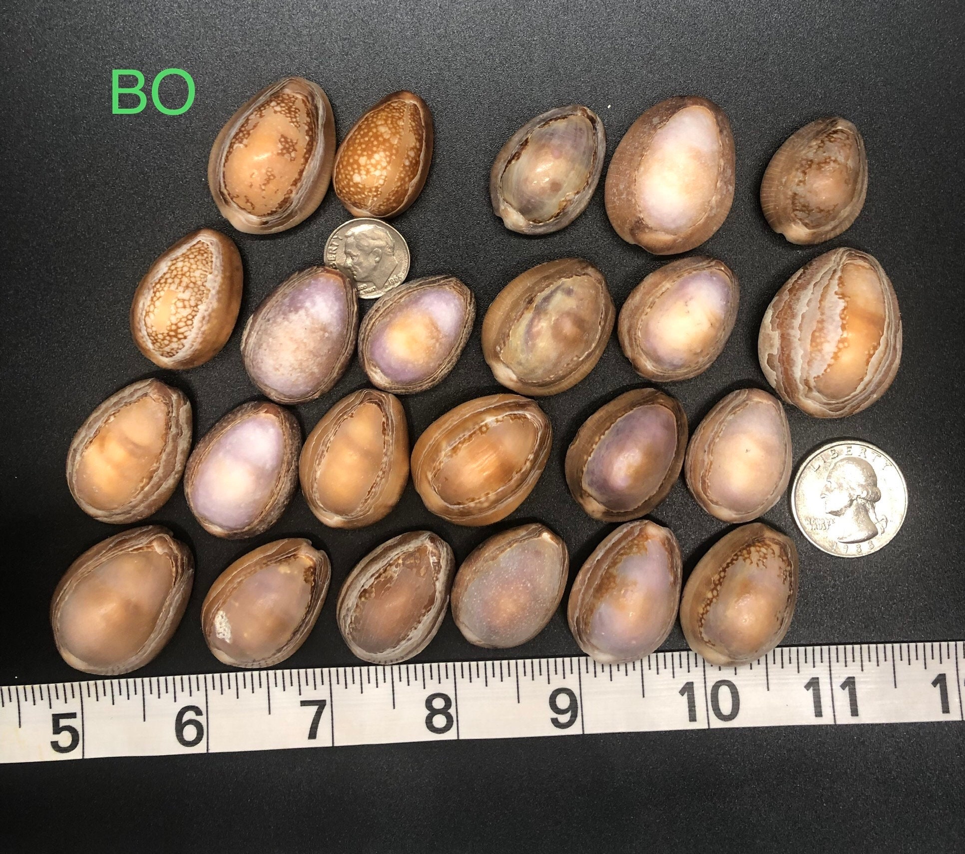 Hawaiian Cowrie Shells Cowrie Mix - Etsy