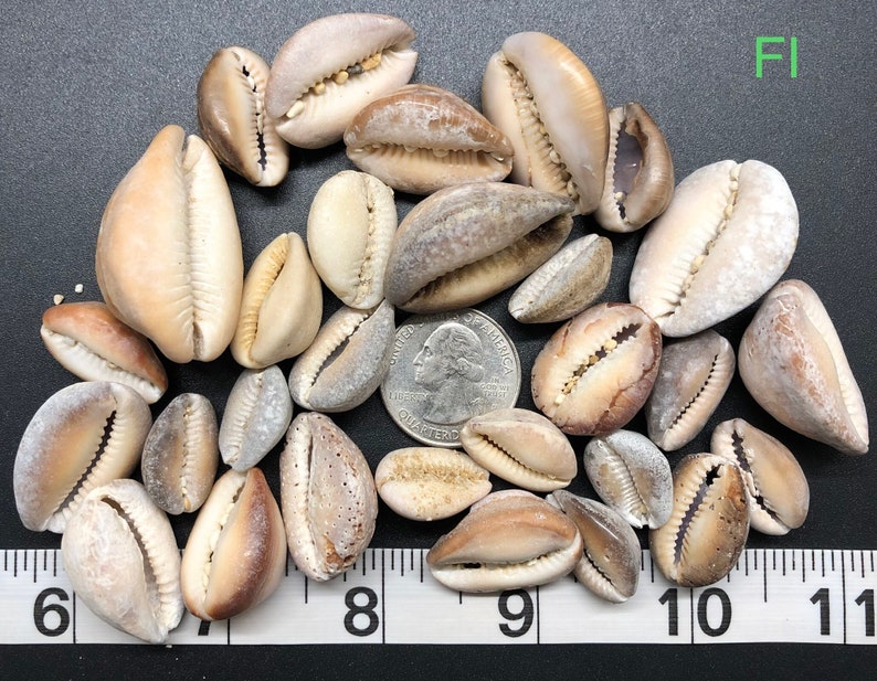 Hawaiian Cowrie and Cowrie Pieces Authentic Hawaiian Cowrie Mix - Etsy