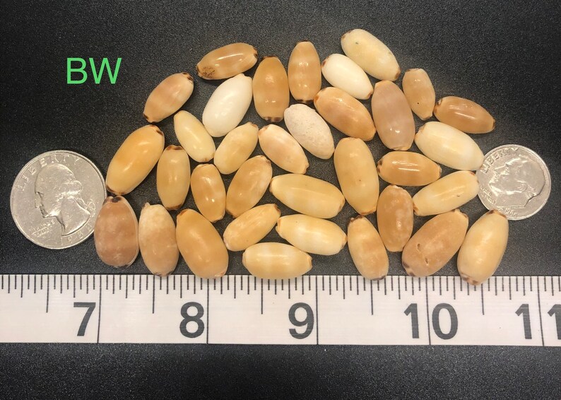 Small Hawaiian Cowrie Shells Isabella Cowrie - Etsy