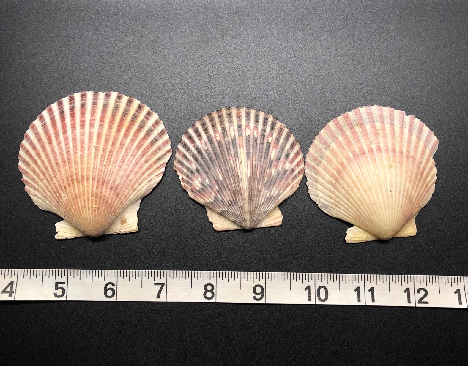 Three Large Red / Purple Scallop Shells - Etsy