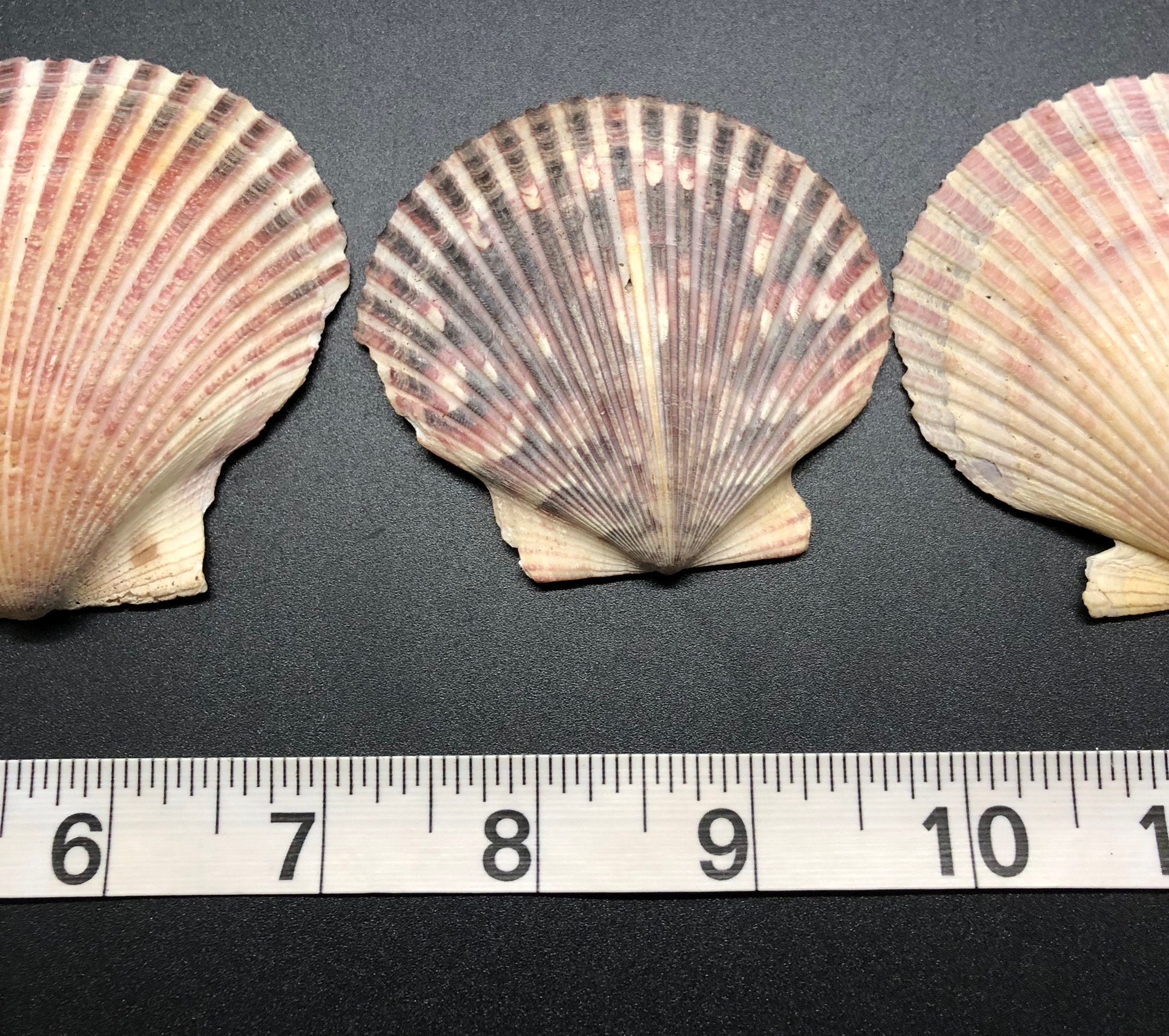Three Large Red / Purple Scallop Shells - Etsy