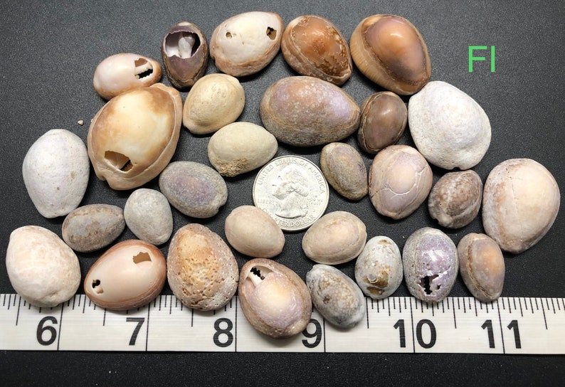Hawaiian Cowrie and Cowrie Pieces Authentic Hawaiian Cowrie Mix - Etsy
