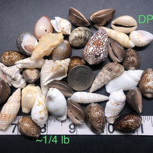 Assorted Craft Sea Shell Mix Seashell Decorations Wedding & Home Beach ...