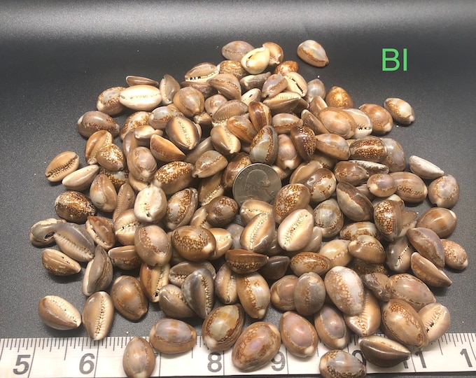 Hawaiian Cowrie Shells Bulk Cowrie Mix - Etsy