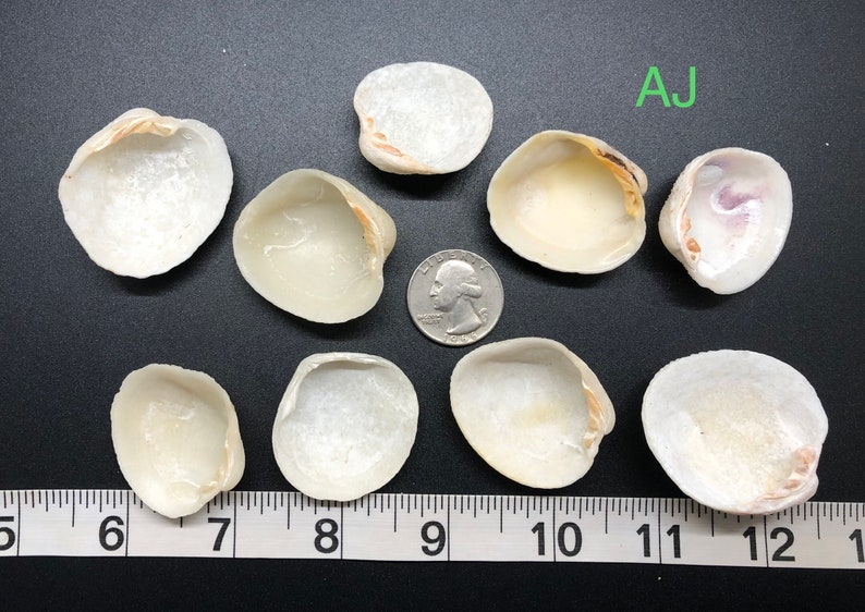 Assorted Hawaiian Clam Shells Pick Your Pack - Etsy