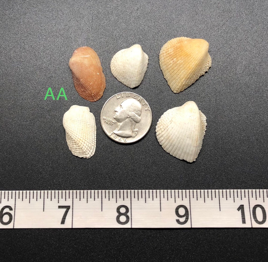 Assorted Hawaiian Clam Shells Pick Your Pack - Etsy