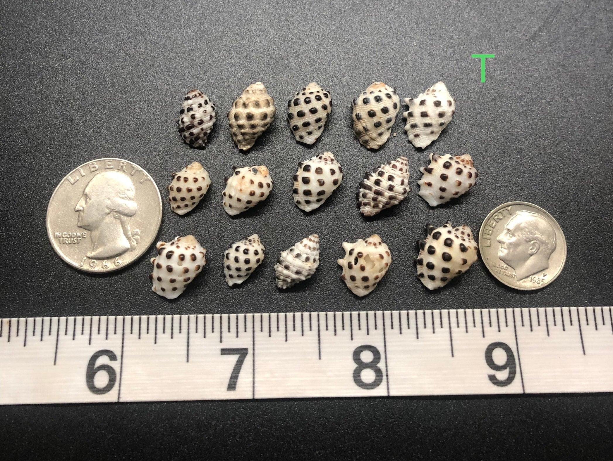 Hawaiian Spotted Drupe Shells Pick Your Pack - Etsy