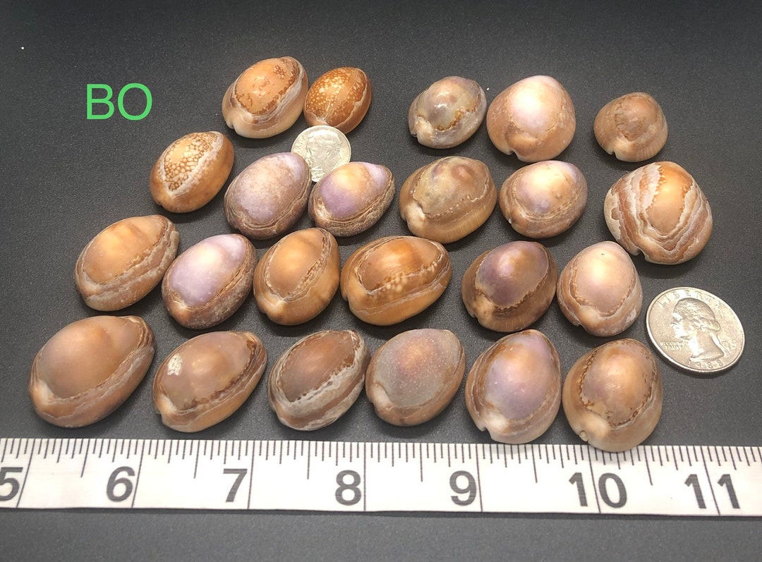 Hawaiian Cowrie Shells Cowrie Mix - Etsy