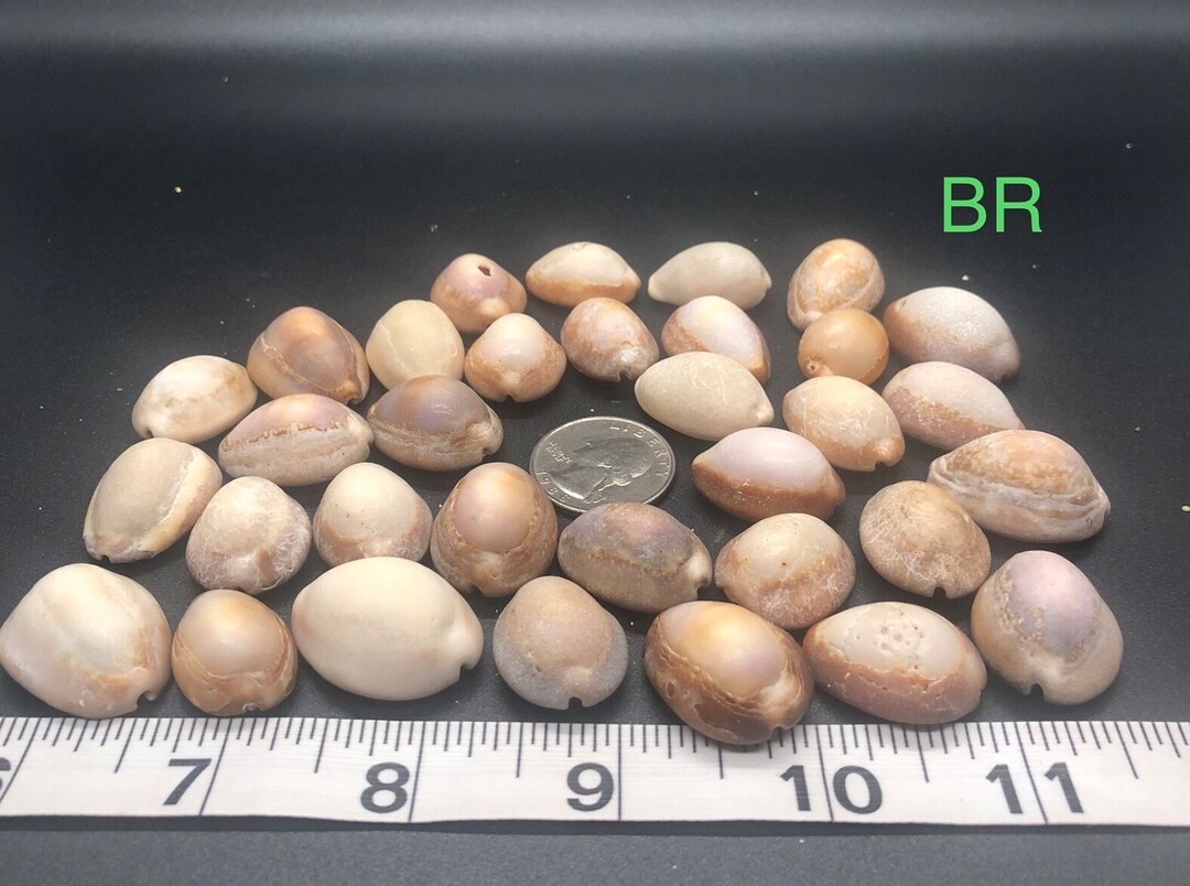 Light Colored Hawaiian Cowrie Shells Authentic Hawaiian Cowrie Mix - Etsy