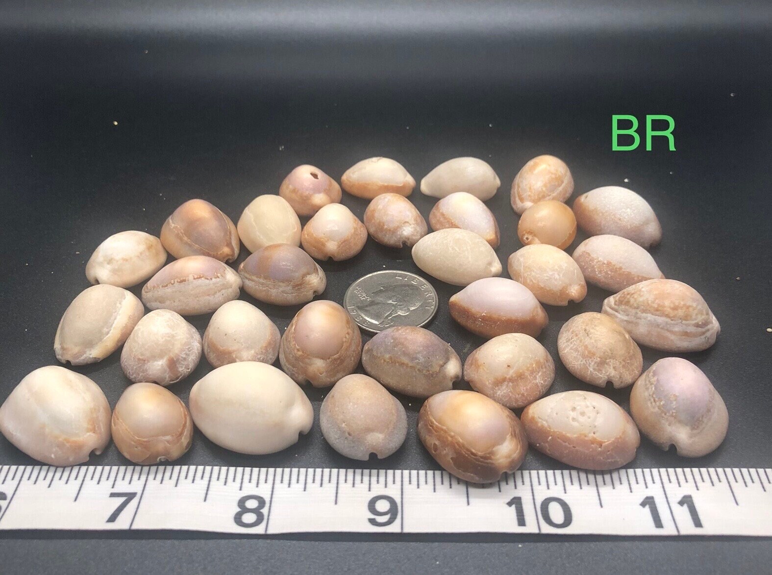 Light Colored Hawaiian Cowrie Shells Authentic Hawaiian Cowrie Mix - Etsy