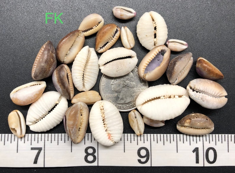 Hawaiian Cowrie and Cowrie Pieces Authentic Hawaiian Cowrie Mix - Etsy
