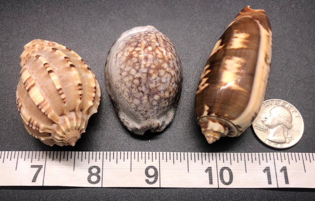 Large Decorative Seashells Seashell Decorations Wedding & Home Beach ...