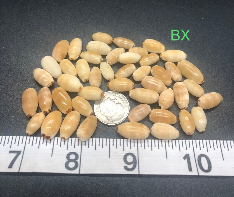 Small Hawaiian Cowrie Shells Isabella Cowrie - Etsy