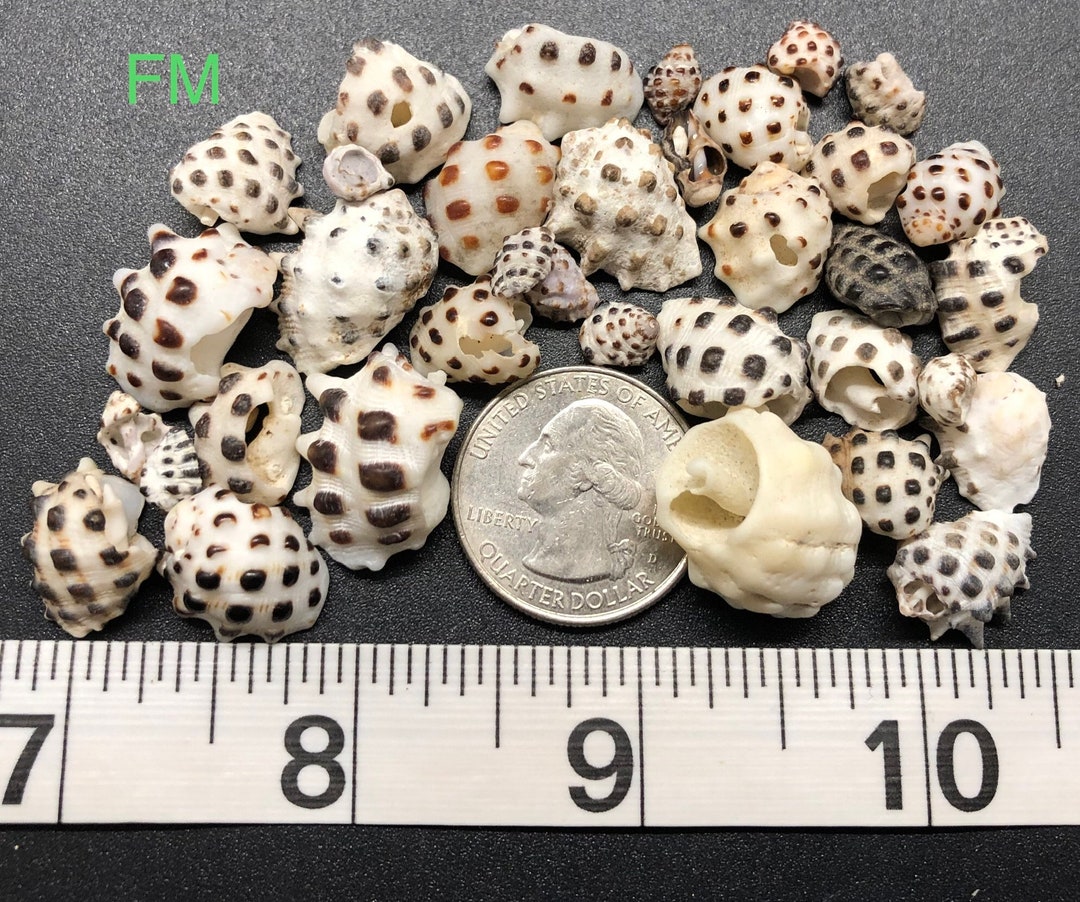 Hawaiian Spotted Drupe Shells and Pieces Authentic Hawaiian Drupe ...