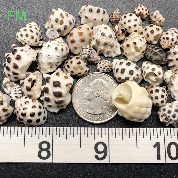 Hawaiian Sea Shell - Etsy