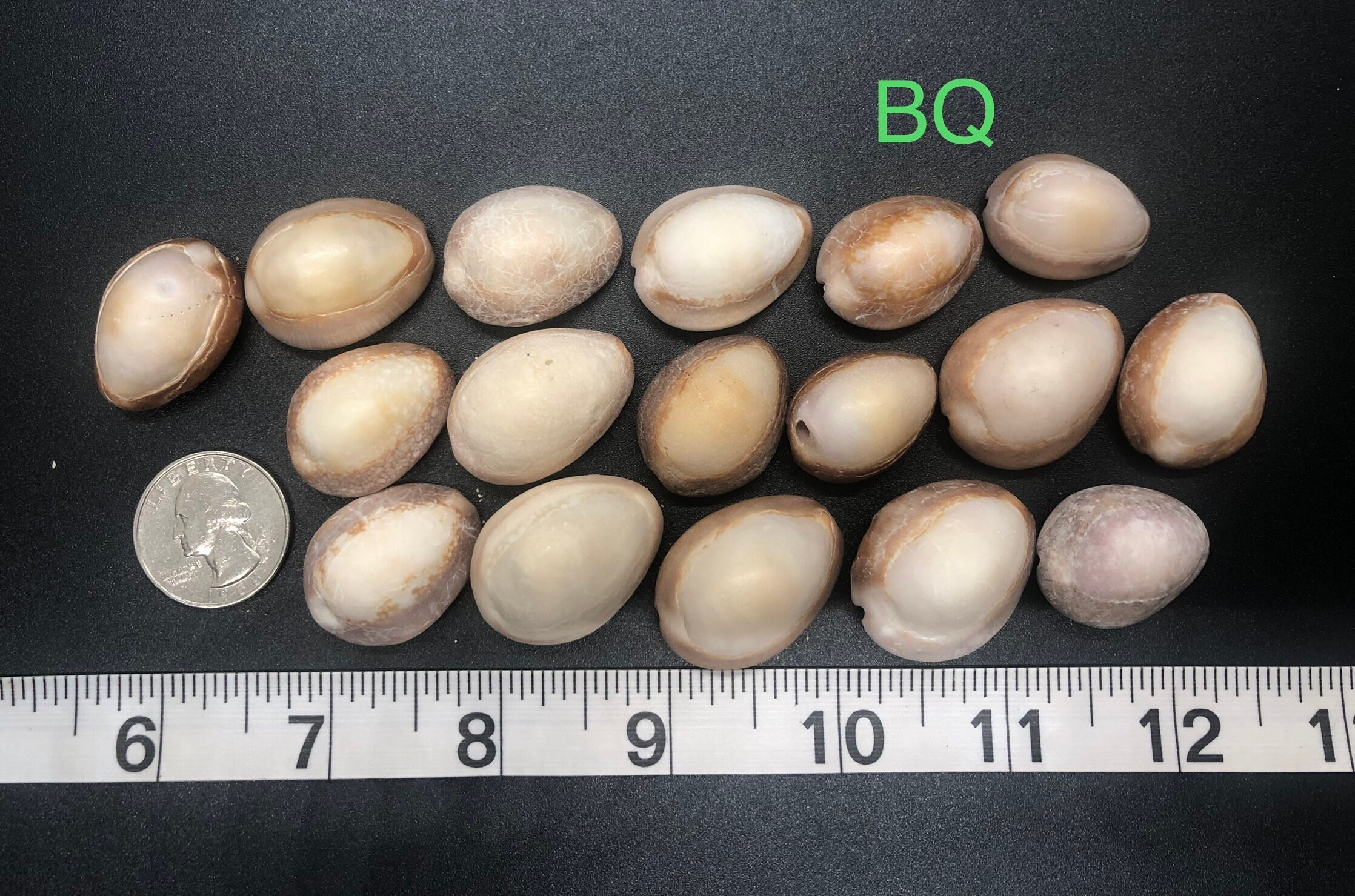 Hawaiian Cowrie Shells Cowrie Mix - Etsy