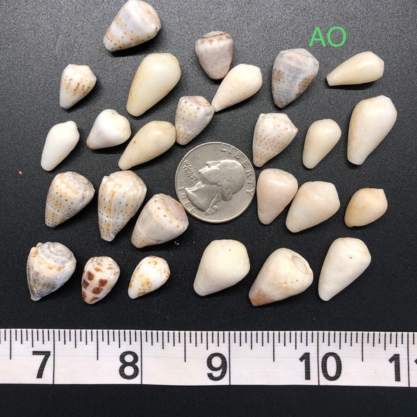 Cone Shell Jewelry - Etsy