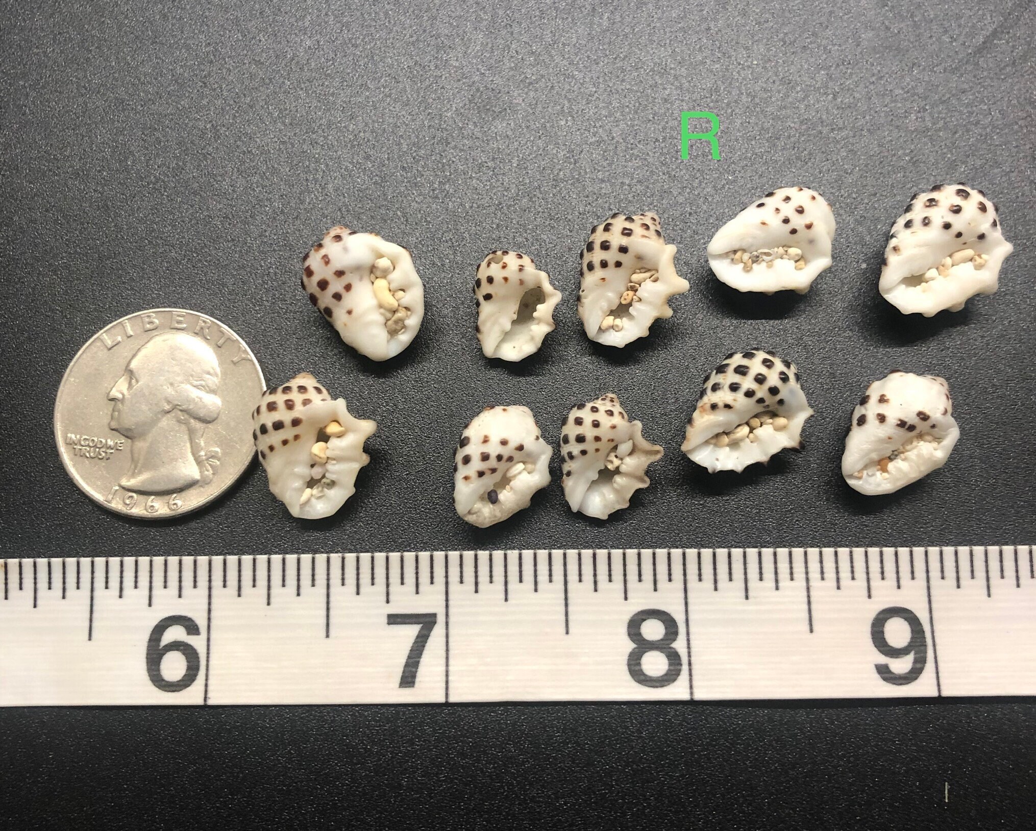 Hawaiian Spotted Drupe Shells Pick Your Pack - Etsy