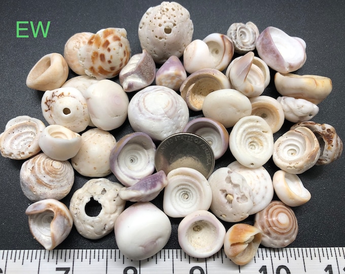 Hawaiian Puka Shells Bulk Puka Shells Assorted Sizes - Etsy