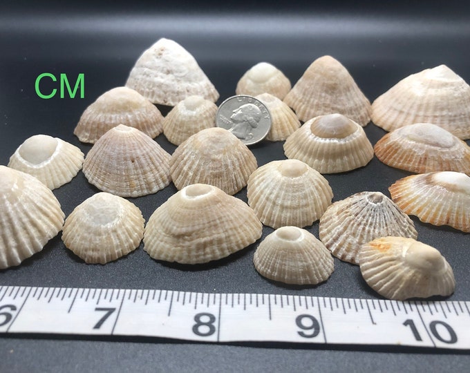 Large Hawaiian Opihi Shells White Opihi Shells - Etsy