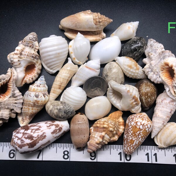 Sea Shell Decorations - Etsy