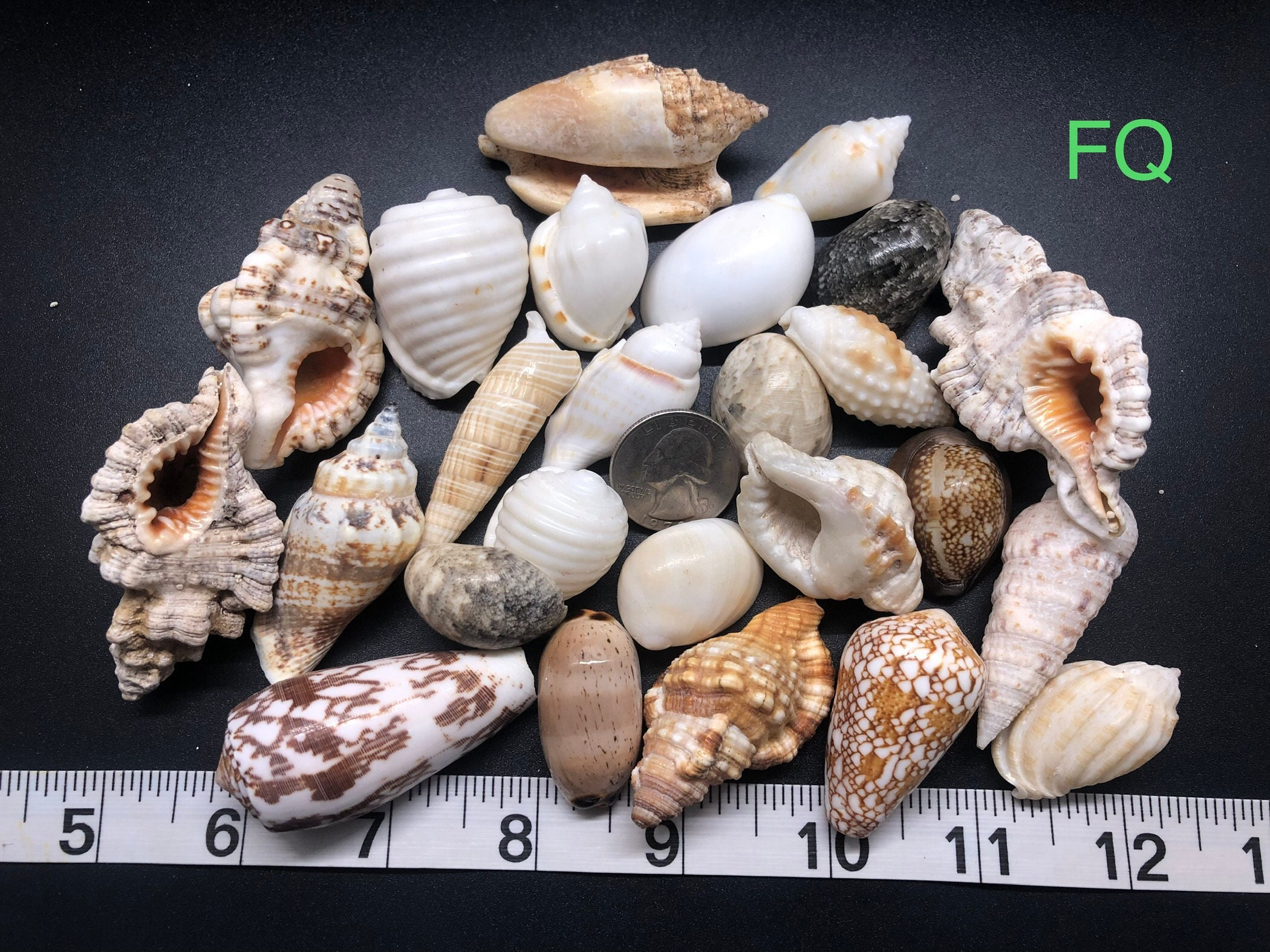 Assorted Craft Sea Shell Mix Seashell Decorations Wedding & Home Beach ...