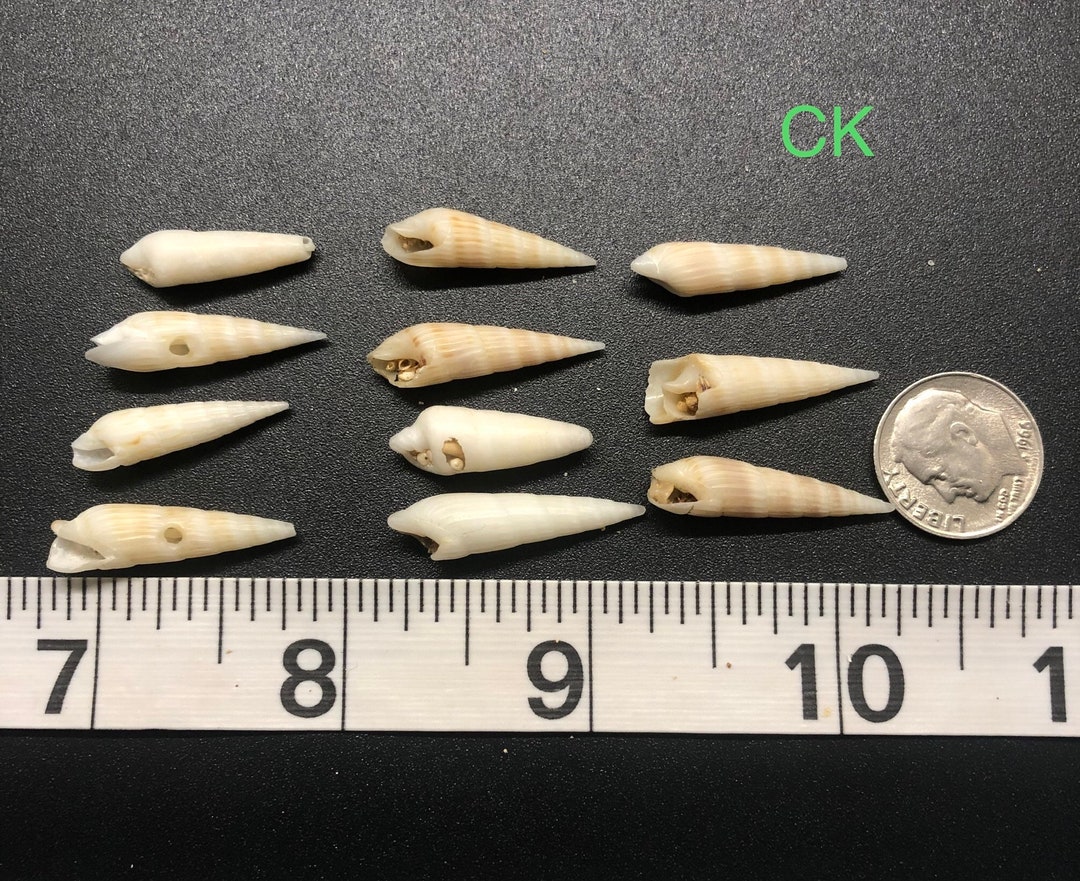 Assorted Small Hawaiian Auger Shells Auger Spikes - Etsy