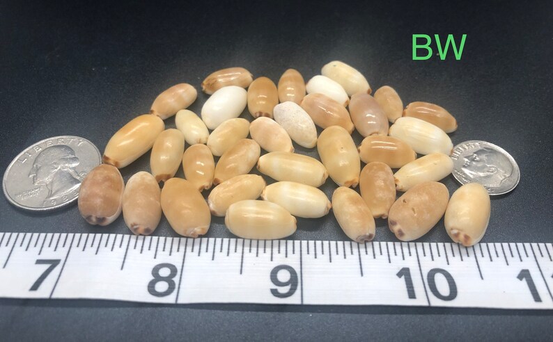 Small Hawaiian Cowrie Shells Isabella Cowrie - Etsy