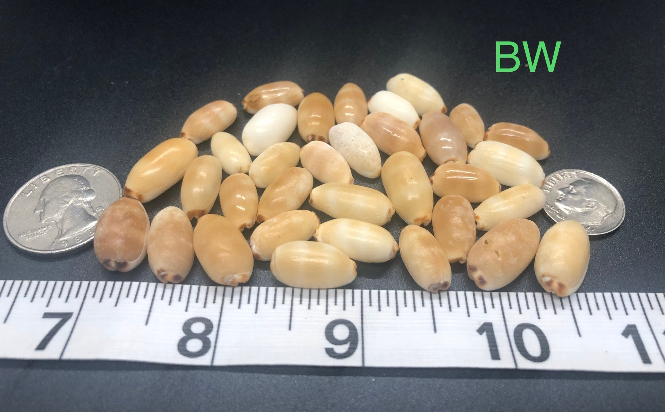 Small Hawaiian Cowrie Shells Isabella Cowrie - Etsy