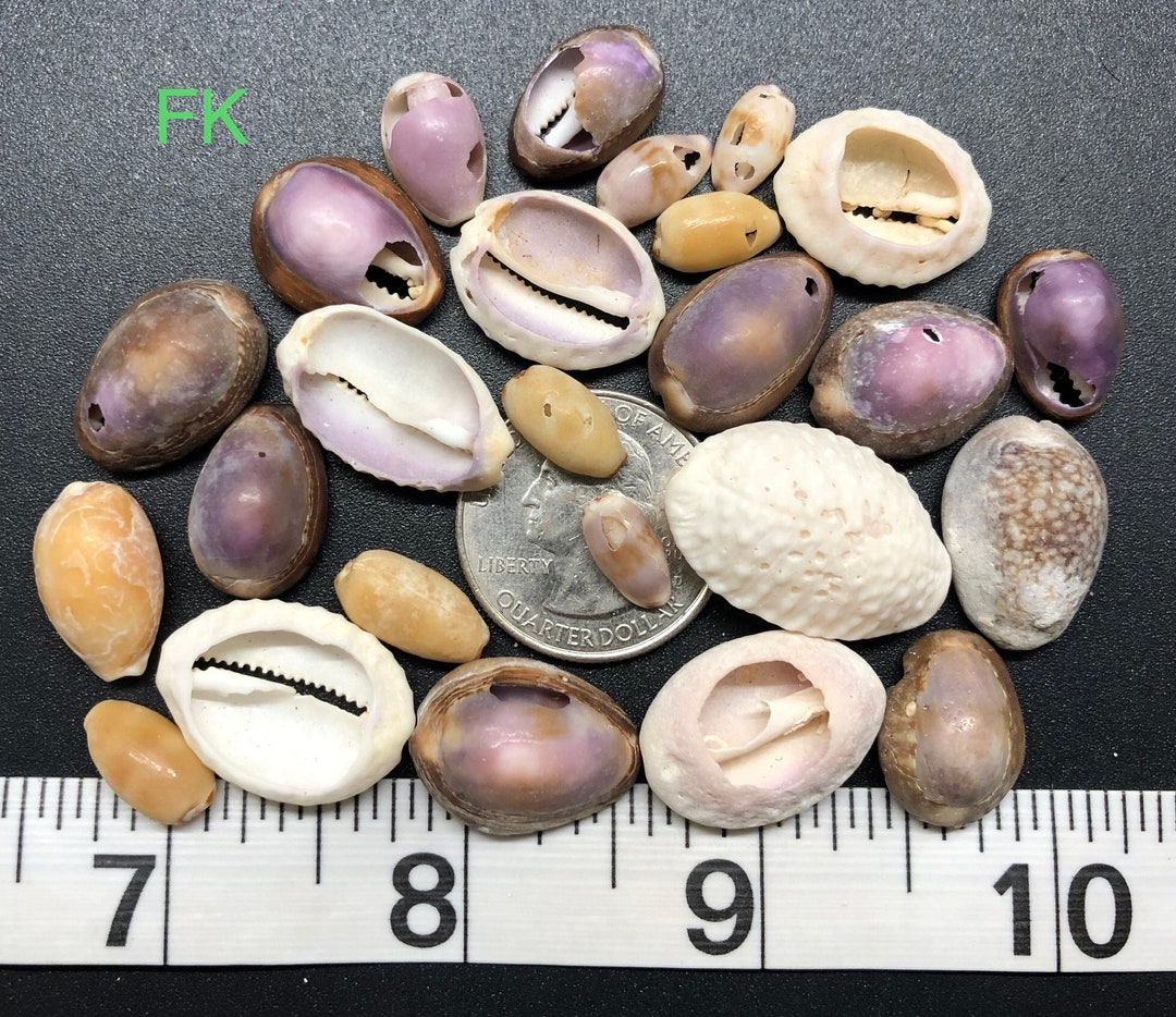 Hawaiian Cowrie and Cowrie Pieces Authentic Hawaiian Cowrie Mix - Etsy
