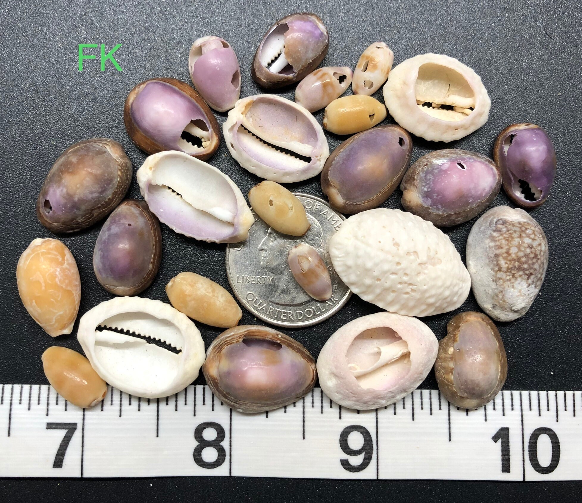 Hawaiian Cowrie and Cowrie Pieces Authentic Hawaiian Cowrie Mix - Etsy