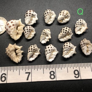 Hawaiian Spotted Drupe Shells Pick Your Pack - Etsy