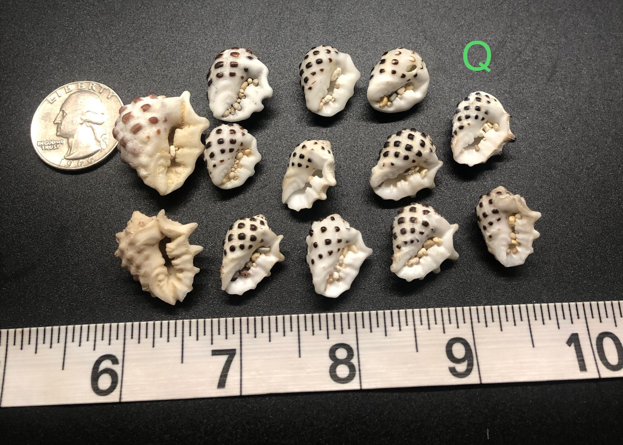 Hawaiian Spotted Drupe Shells Pick Your Pack - Etsy